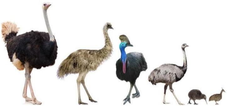 The most ferocious bird in the world record, can kick through the steel ...