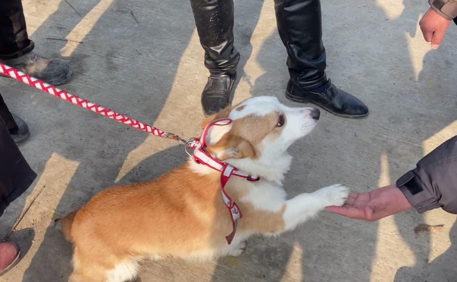 Corgi treats you as a family member, you can touch any of these things ...