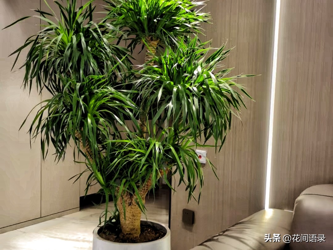 The "King" of indoor green plants is noble and domineering wherever it ...