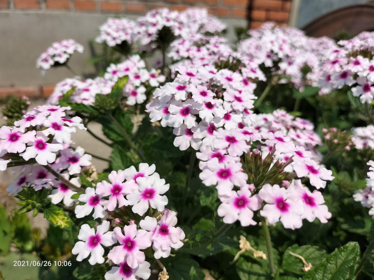 10 kinds of "popping pot flowers" that can live by just throwing the ...