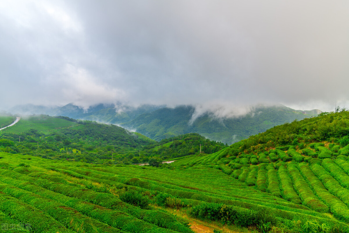 Old white tea, brewed better than brewed - iNEWS