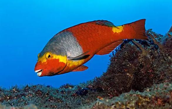 Retrospective formation and shrinkage of the Mediterranean geography ...