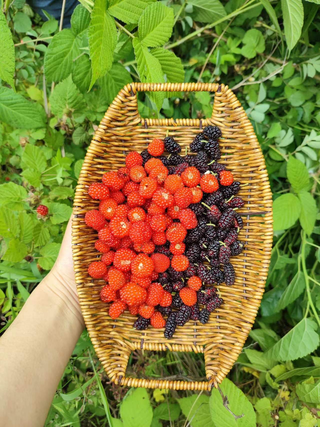 In the countryside of Chuzhou in May, mulberries and raspberries are ...