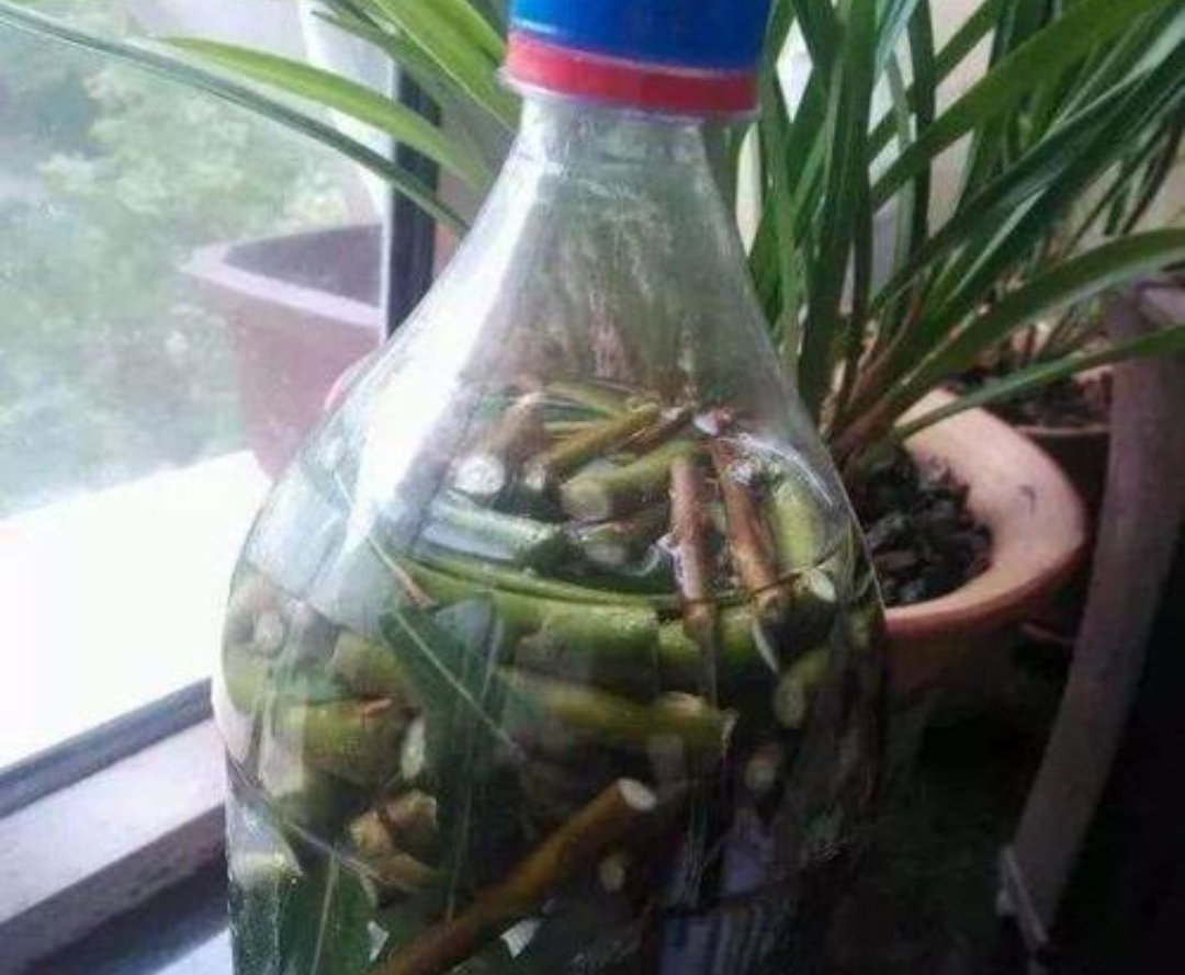 If you want the cuttings to take root quickly, make a simple "rooting ...