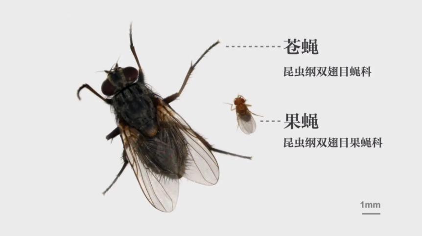 Revealed: This small flying insect that often appears in the house is ...