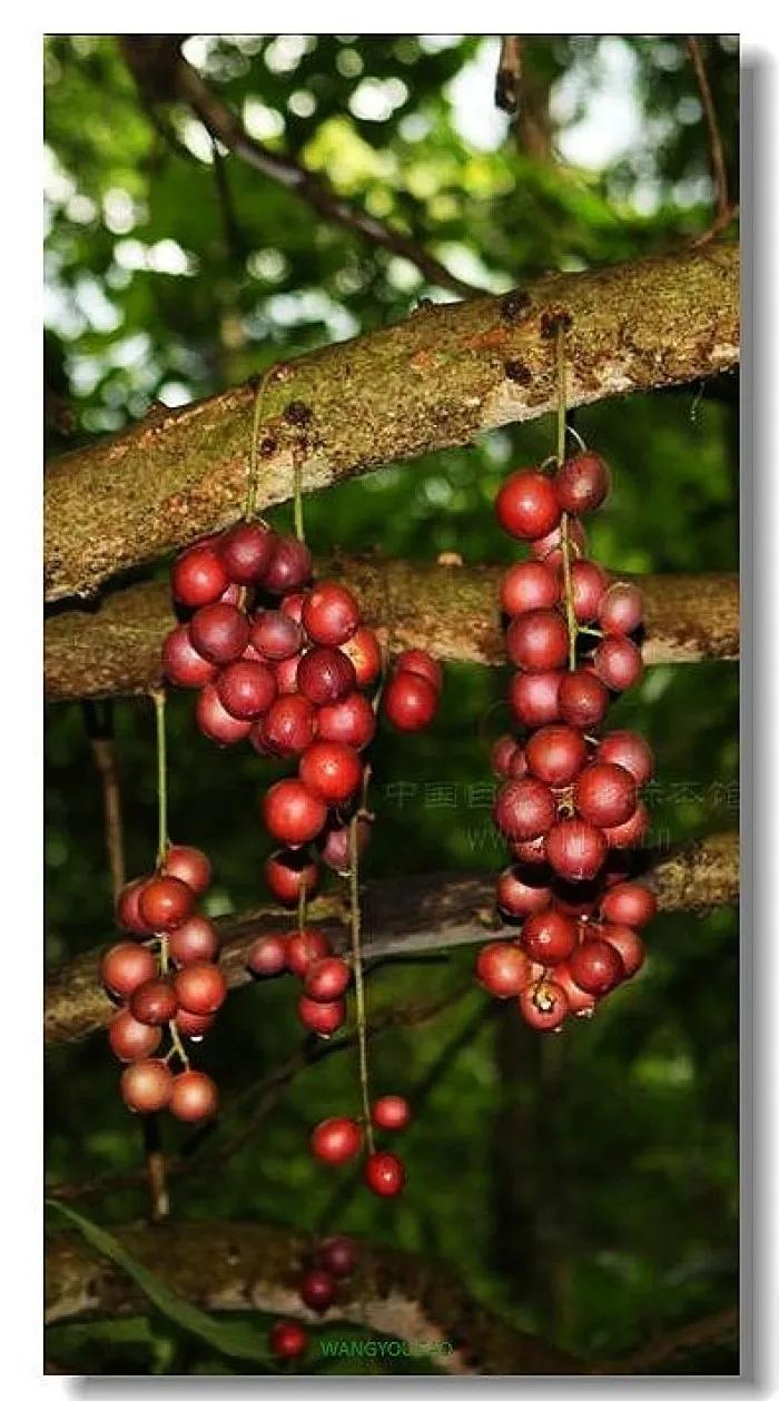 Share the delicious tropical fruit ~ cayenne fruit - iNEWS