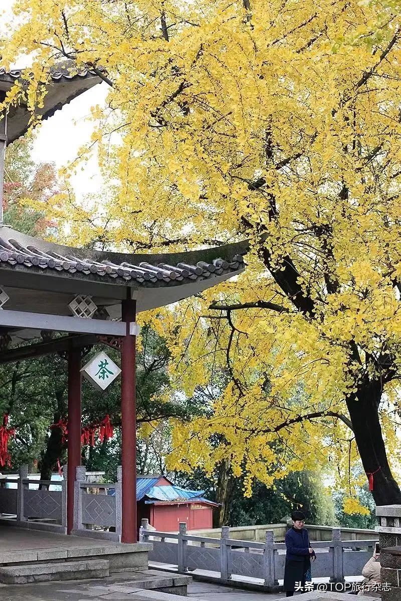 The golden ginkgo is about to strike, please check this Changsha autumn ...