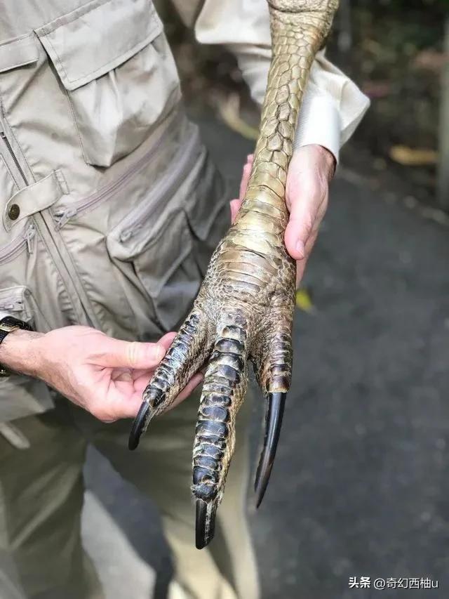 The crane camel, with the "invincible mandarin duck legs" that kills ...