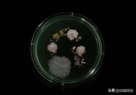 Demystifying America's Secret Bacteria Experiments - iNEWS