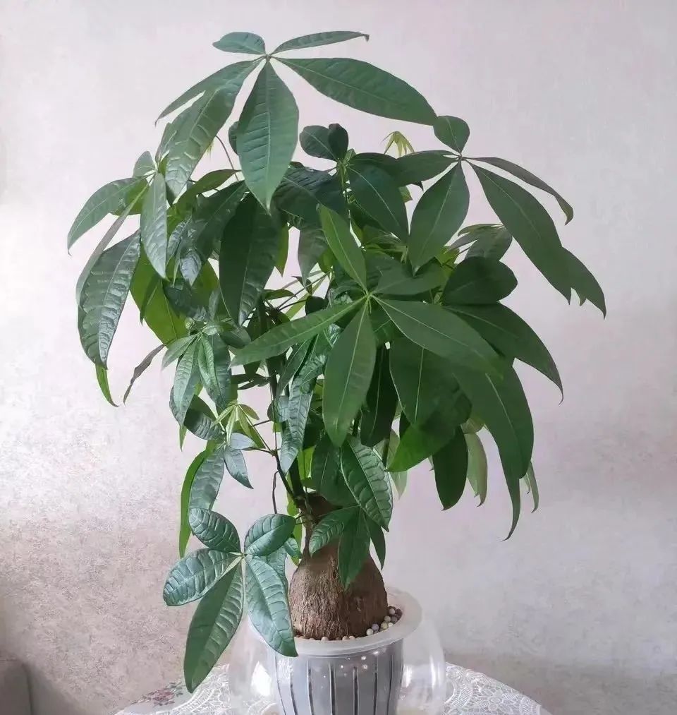 To raise a fortune tree, bury some "materials" in the pot, tall and ...