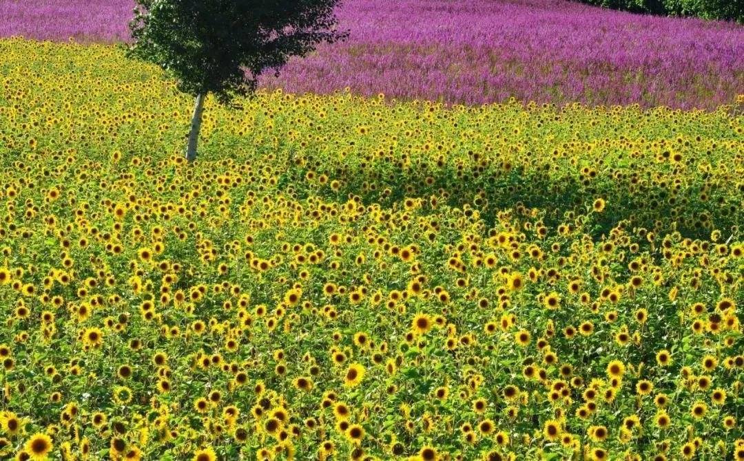 The world's longest sunflower landscape blooms in autumn - iNEWS