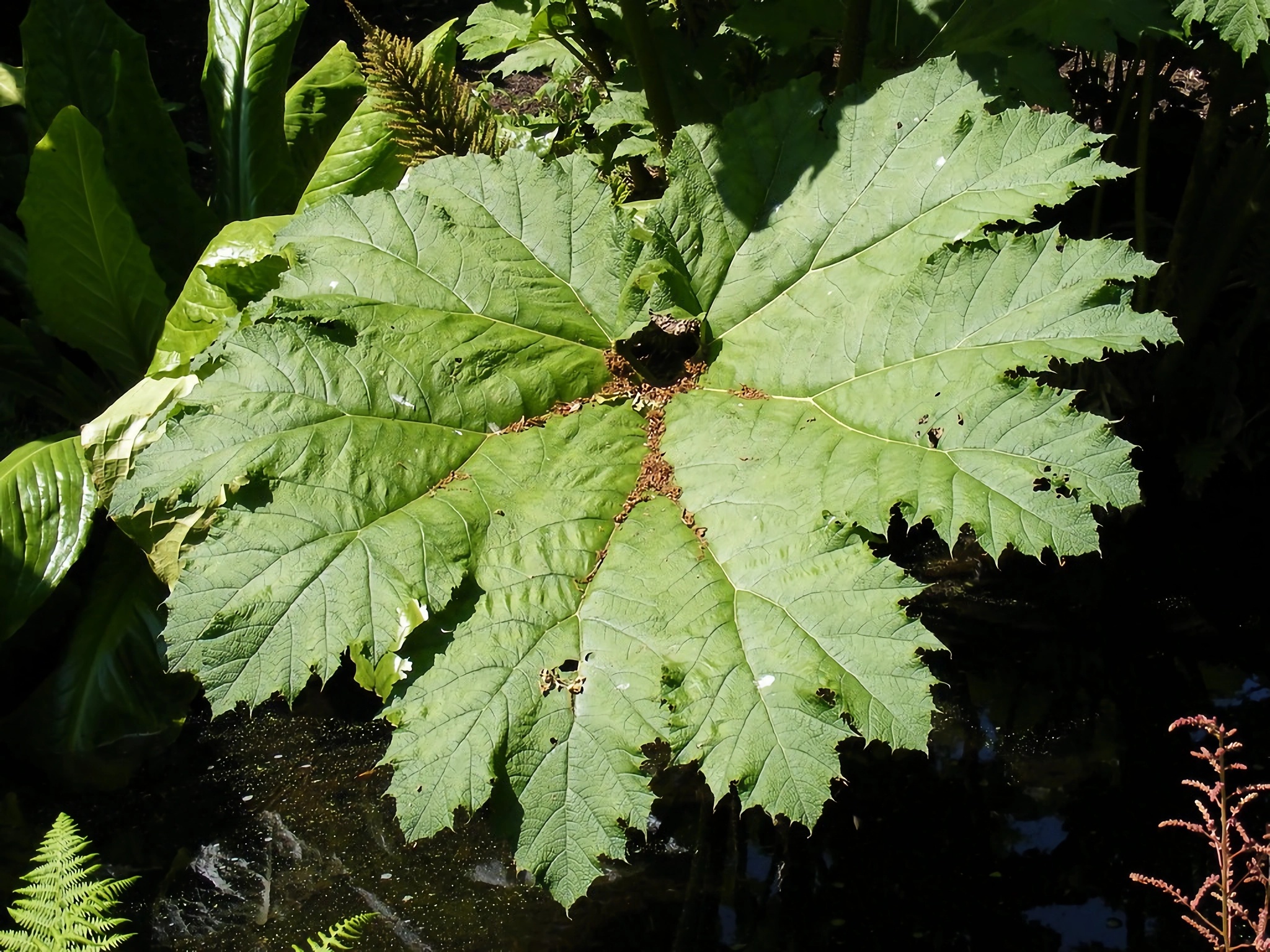 The strange plant leaves in the world are simply unbelievable - iMedia