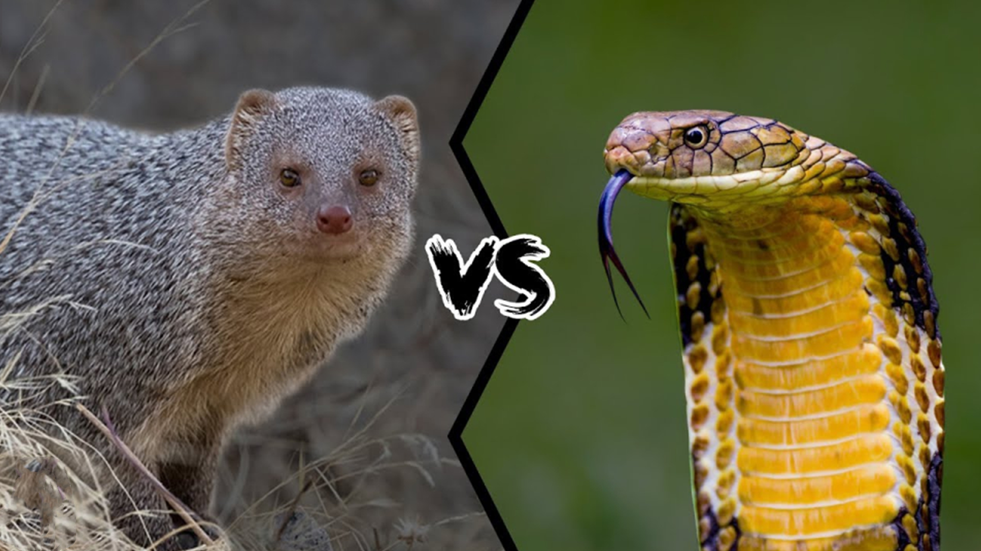 Meerkat vs king cobra, when the old snake nemesis meets the king of ...