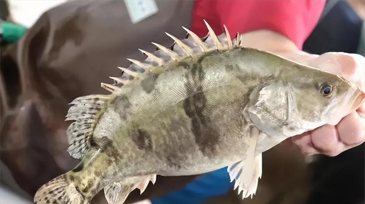 5 kinds of fish with sharp thorns and poisonous fish, if it is not ...