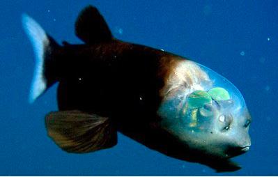 The Mystery of the Transparent Head of the Tube-Eyed Fish - iNEWS
