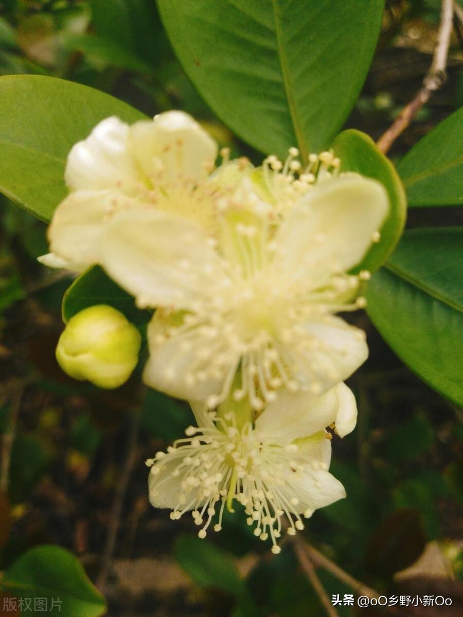 The cultivation methods and precautions of red nan will help you ...