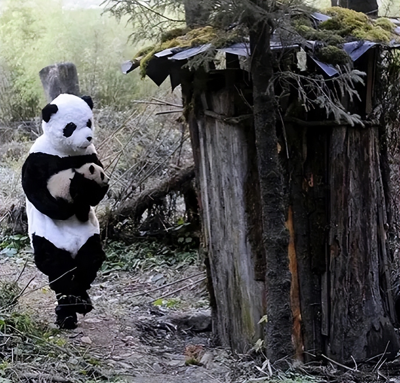 Aren't pandas afraid? - iNEWS