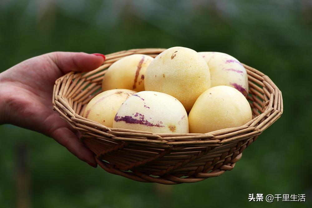 Yunnan ginseng fruit, the "soup bag" in the fruit world, is sweet and ...