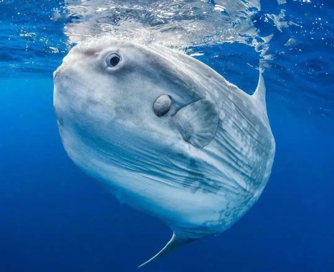 Sunfish weighs 3 tons. Why do fishermen release them immediately after ...