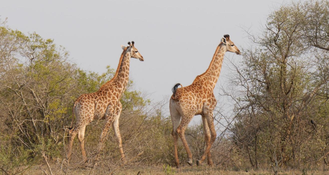 Are you a giraffe? - iNEWS