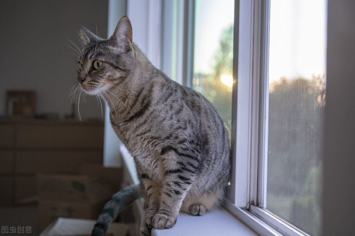 Cat mouth fester, what is going on - iNEWS