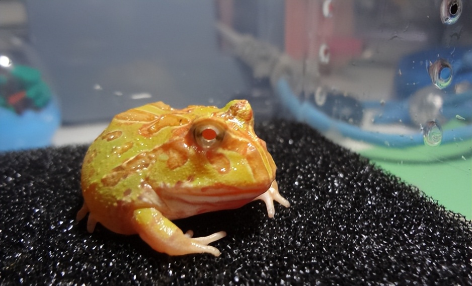 Feeding and Care of Horned Frogs: Exploring the Underwater Fantasy ...