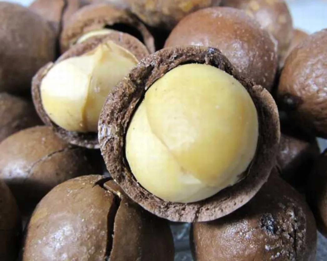 "Macadamia Nut" was originally an Australian aboriginal food, and the ...