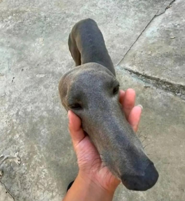 The owner posted about the dog at home, and the netizen saw it but said ...