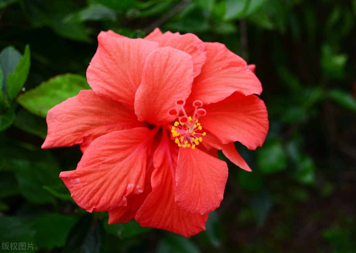 The 3 kinds of "happy light" flowers are most afraid of poor light, and ...