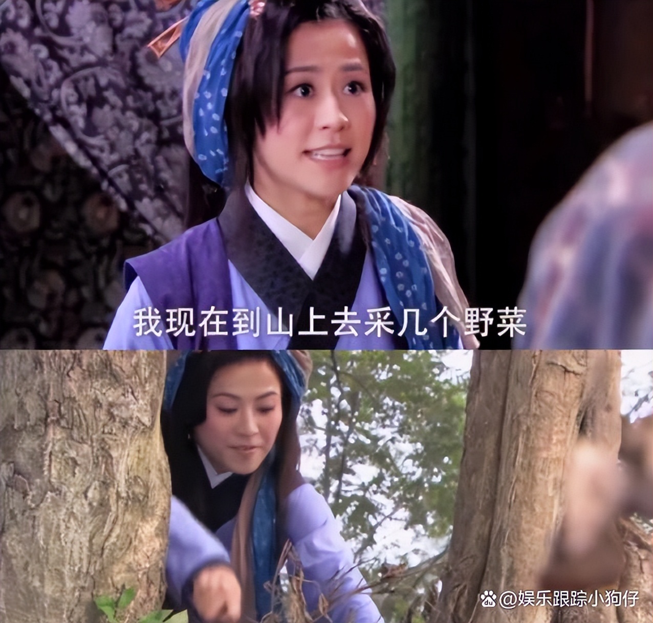 Chen Haomin responded to Wang Baochuan's digging of wild vegetables ...
