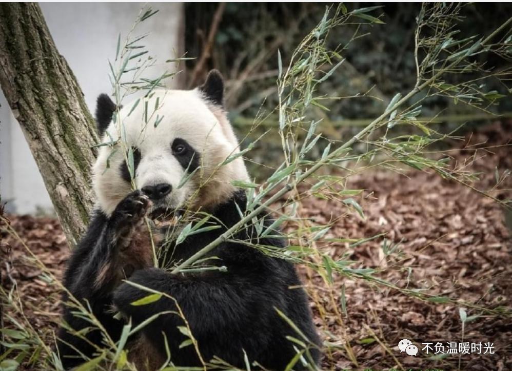 At Paradise Zoo in Belgium, five Chinese giant pandas live - iNEWS