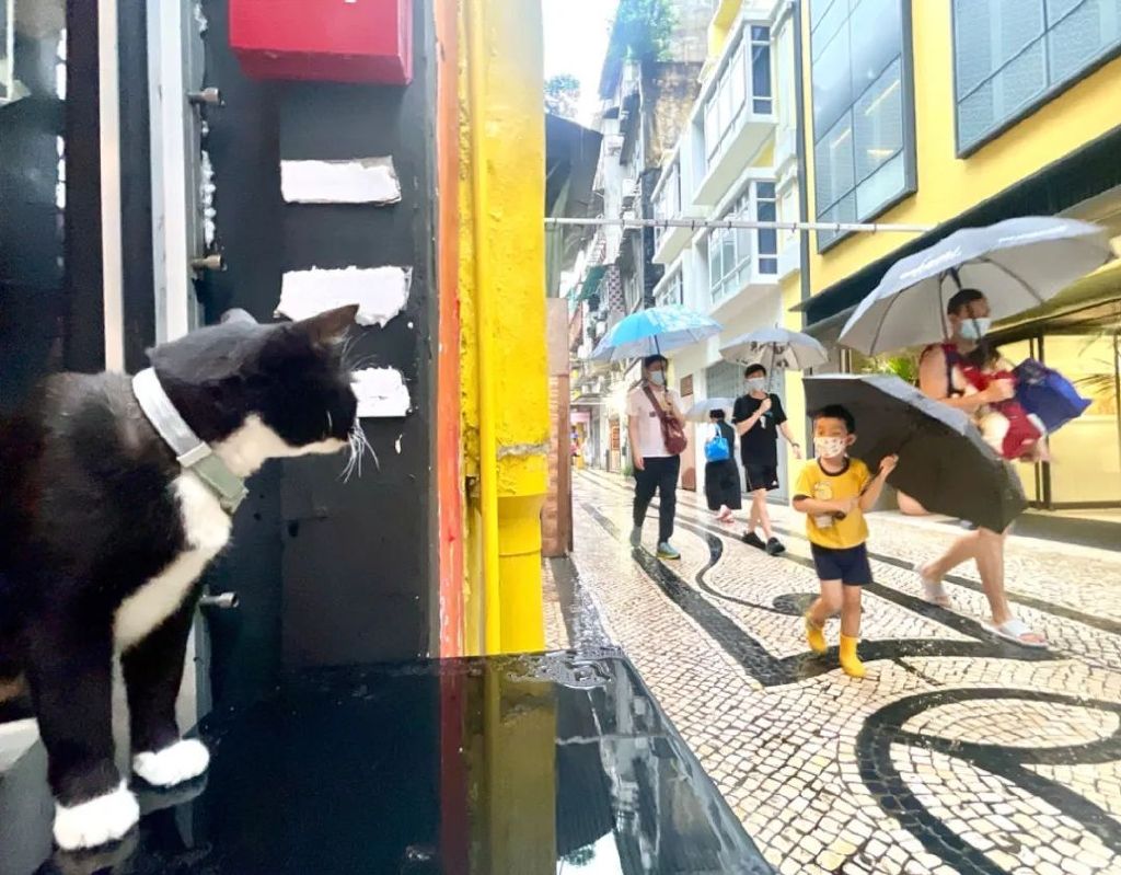 "Cat Shopkeeper" is online! Come here to eat, buy and play! - iNEWS