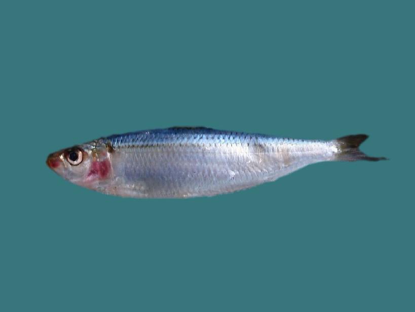 The fish in Taiwan jumped out of the sea crazily, densely packed, could ...
