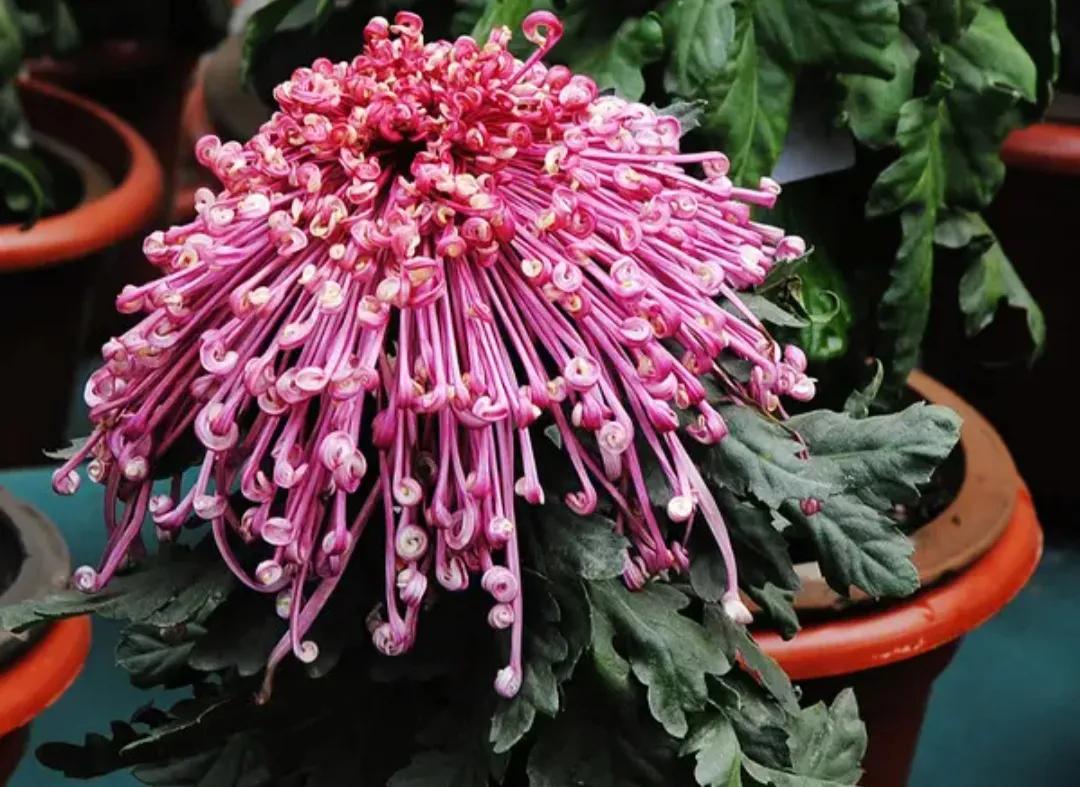 Picking chrysanthemums under the eastern fence, leisurely see Nanshan ...
