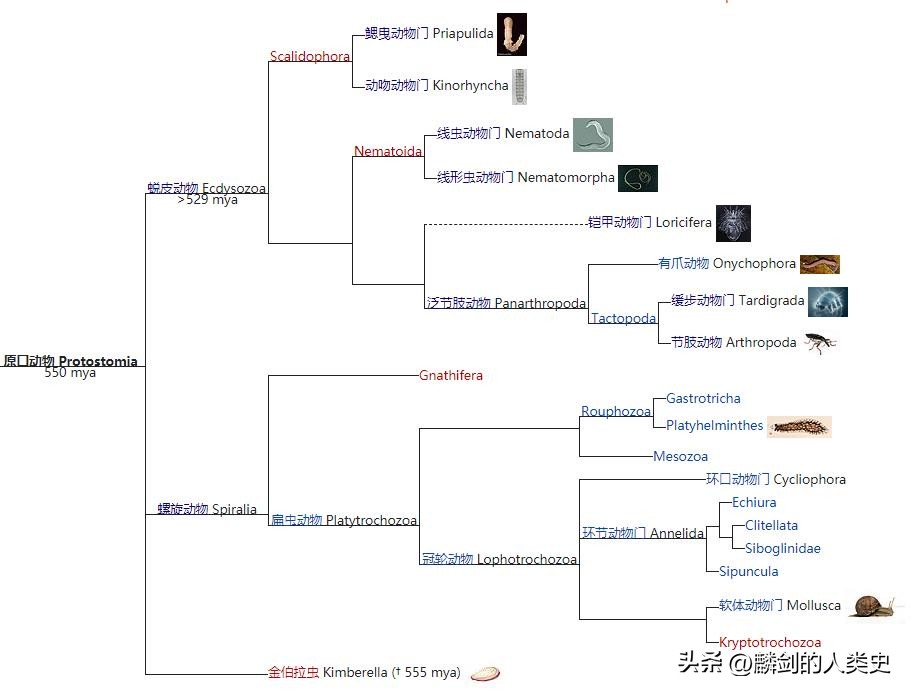 [The whole series of animal kingdom] an overview of protostomes - iNEWS