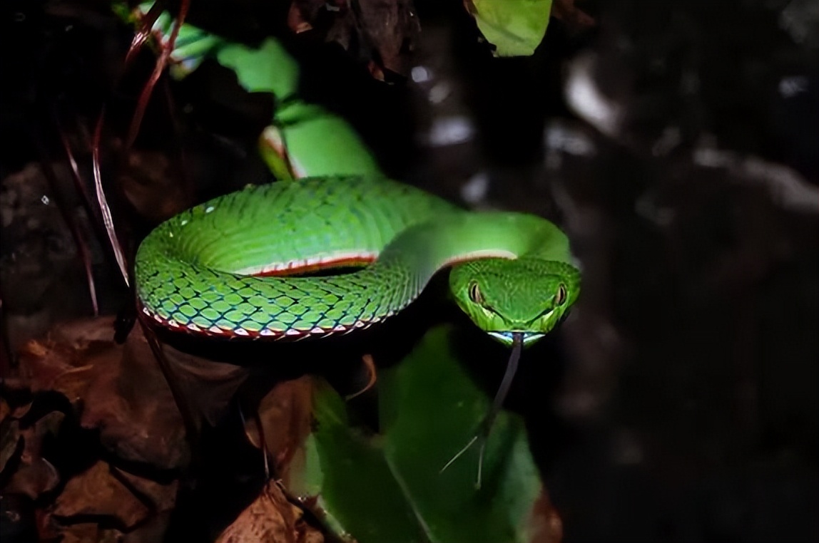 Challenge to popularize a venomous snake every day Day 6 - Big Scaled ...