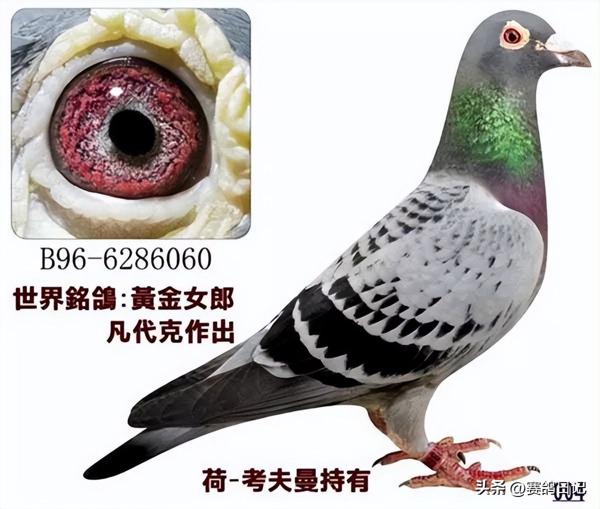 The famous pigeon that created the peak "invincible" - iNEWS