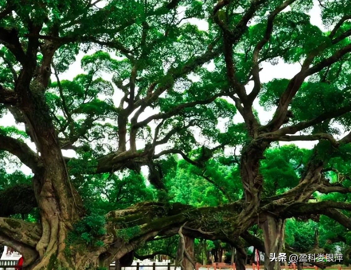 The UHPLC-ESI method can be used to study the banyan tree species, and ...