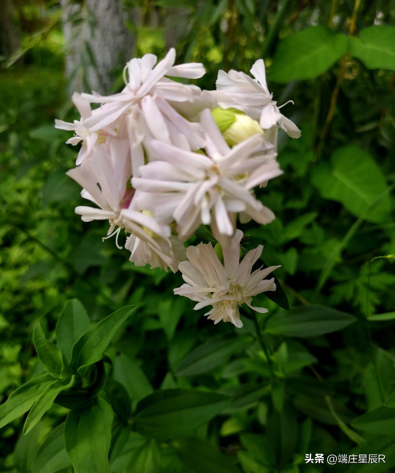 Foaming Plant - Soapwort - iNEWS