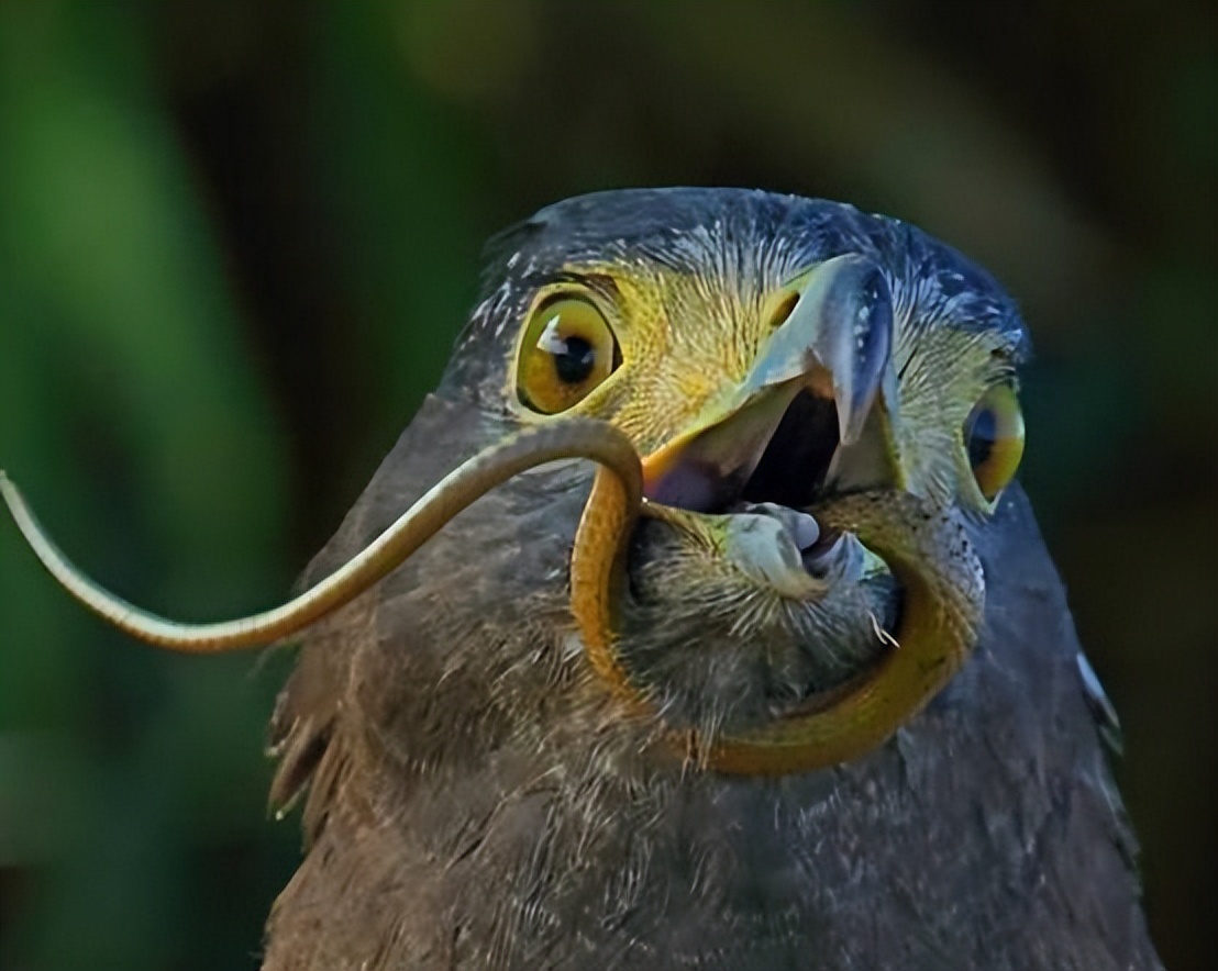 What is the "poison bird" in folklore?Why can't I see it now? - iNEWS