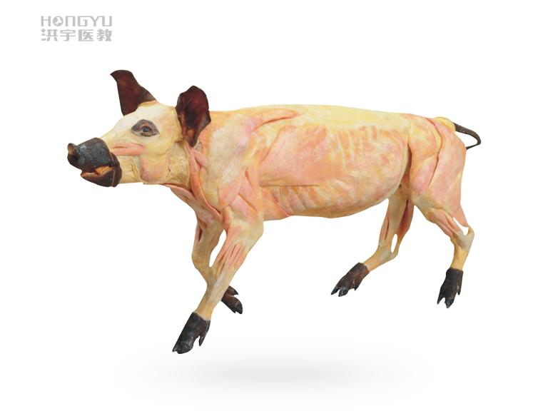 What are the preservation methods of animal specimens? - iMedia