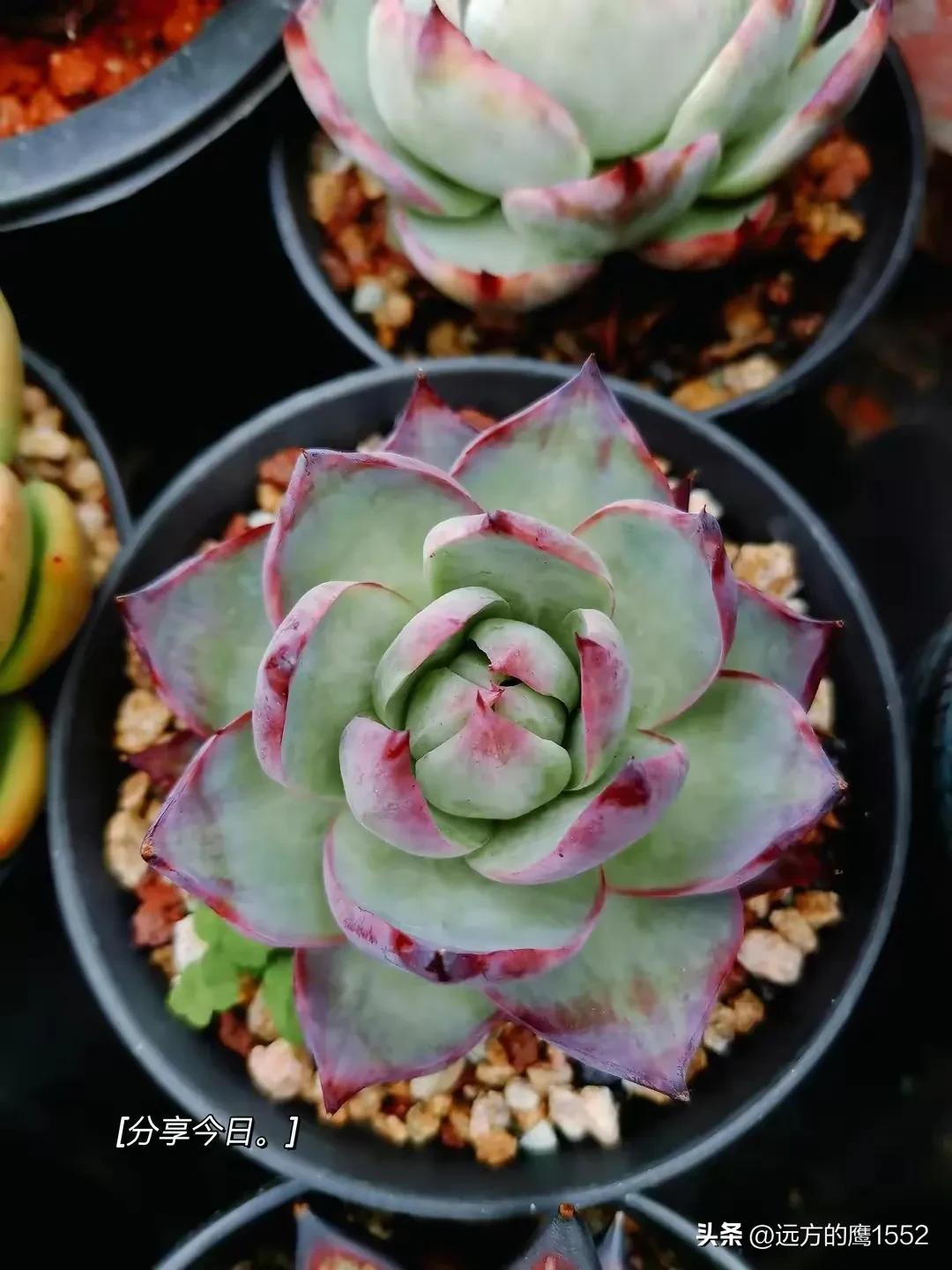 Enter the succulent kingdom and enjoy the infinite excitement of the ...