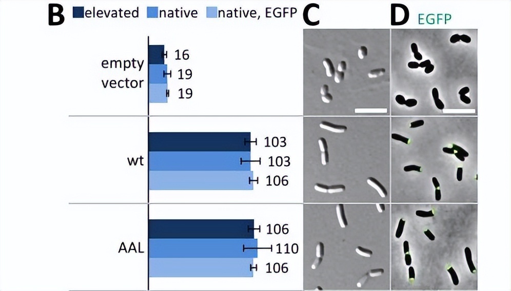 Explore the interaction between RgsP and RgsM in rhizobia growth and ...