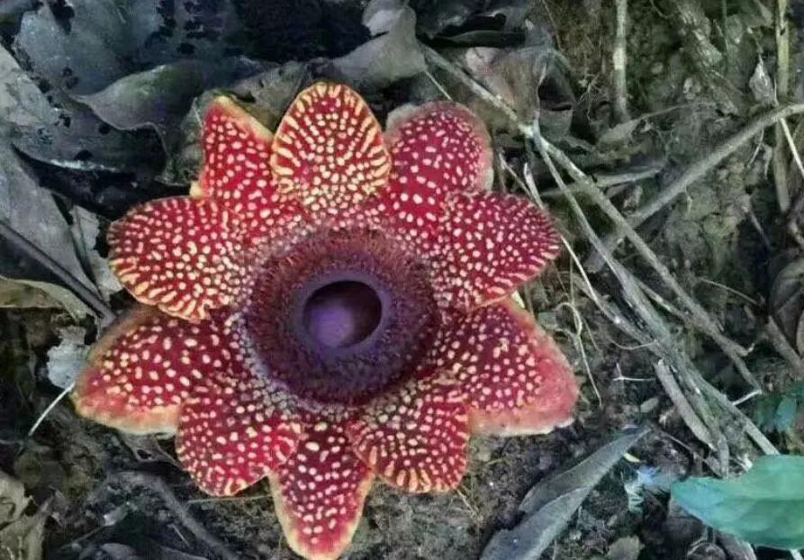 Vulnerable Plants: Parasitic Flowers - iNEWS