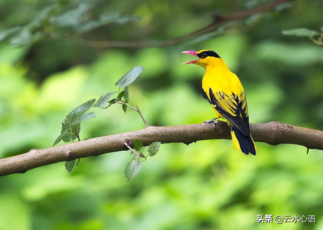 Su Zhe expressed his feelings after drinking, and gave a poem of Seven ...