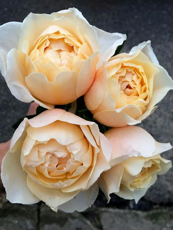 Keiji Kunieda's "Akane Series" rose varieties - iNEWS