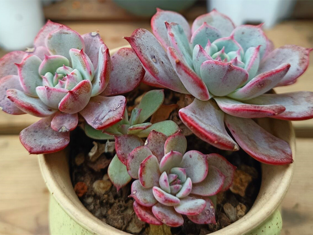 How can I make succulent fat and fat?The method is very simple, but ...