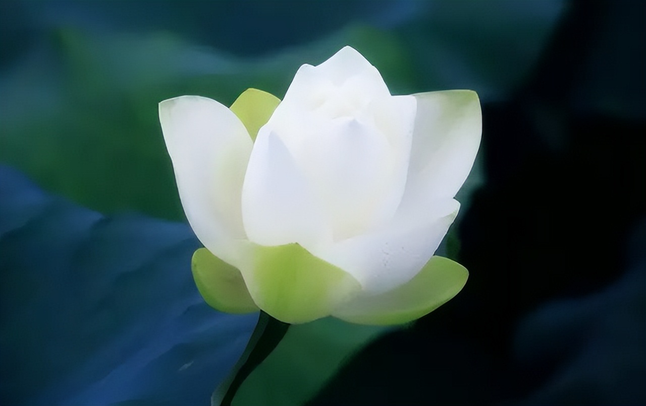 30 most beautiful poems of falling flowers, from late spring to early ...
