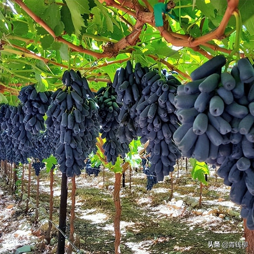 Introduction and Cultivation Techniques of Sapphire Seedless Grape in ...