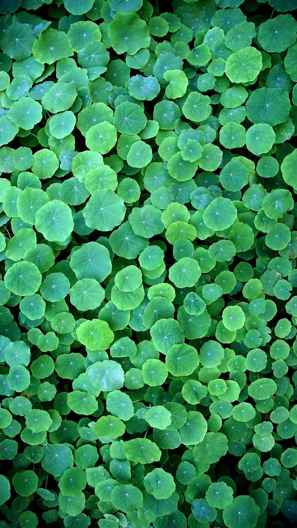 Green eye protection wallpaper: send you happiness, and keep the summer ...